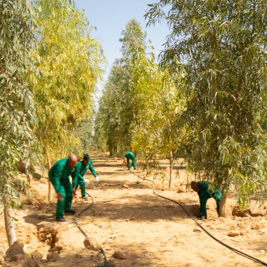 Tanmiah: Circular Business Model | Al-Dabbagh Group